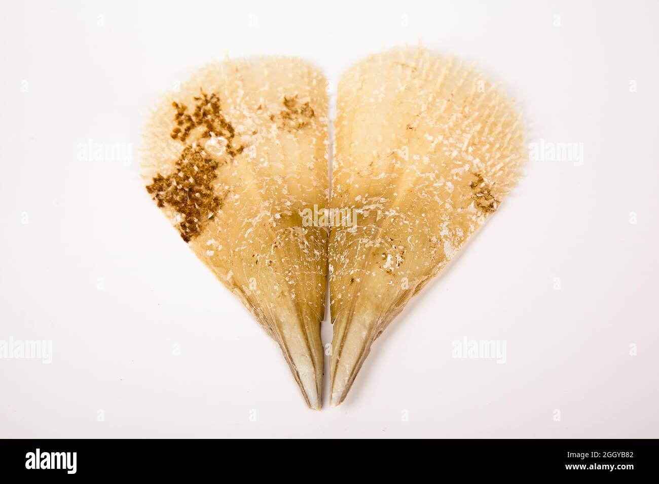 Pinna nobilis, an endangered shellfish with its interesting appearance ...