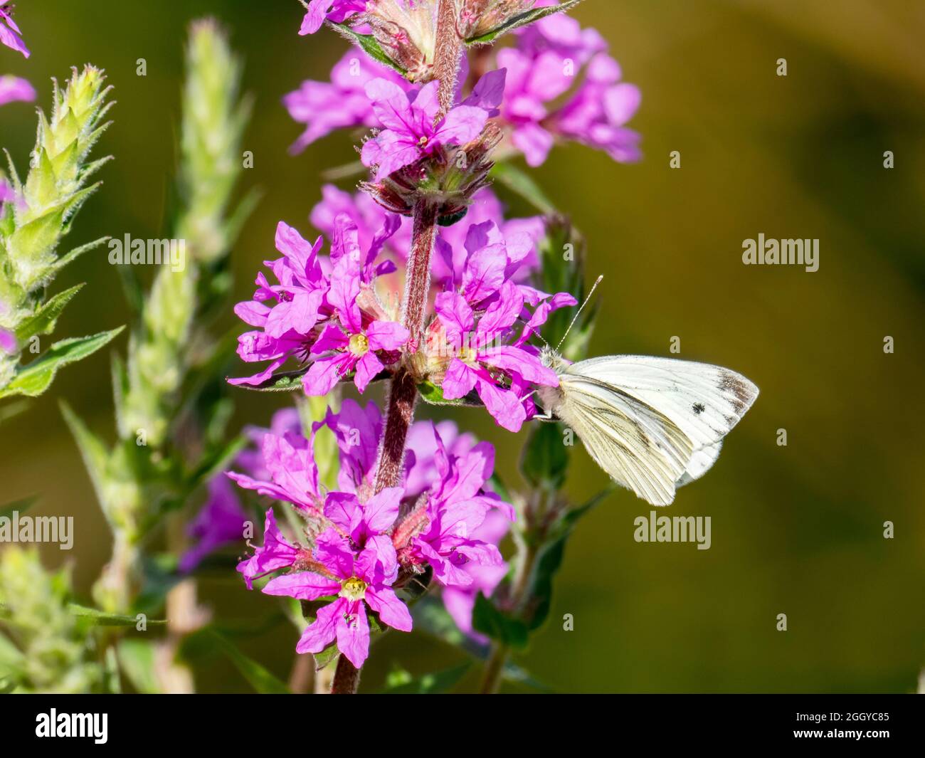 Purple Loosstrife with a Small White Butterfly gathering nectar ...