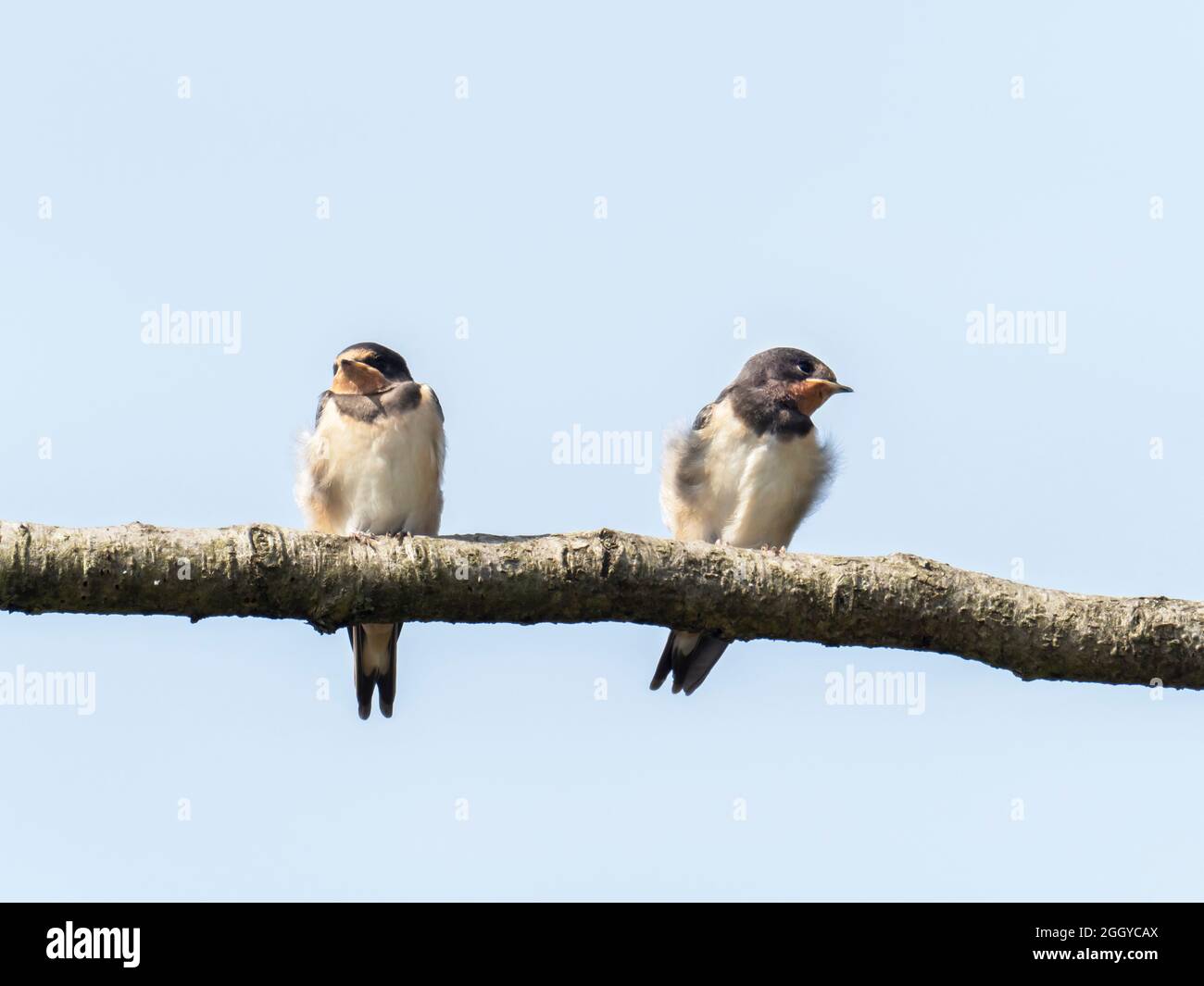 Young tree swallows hi-res stock photography and images - Alamy