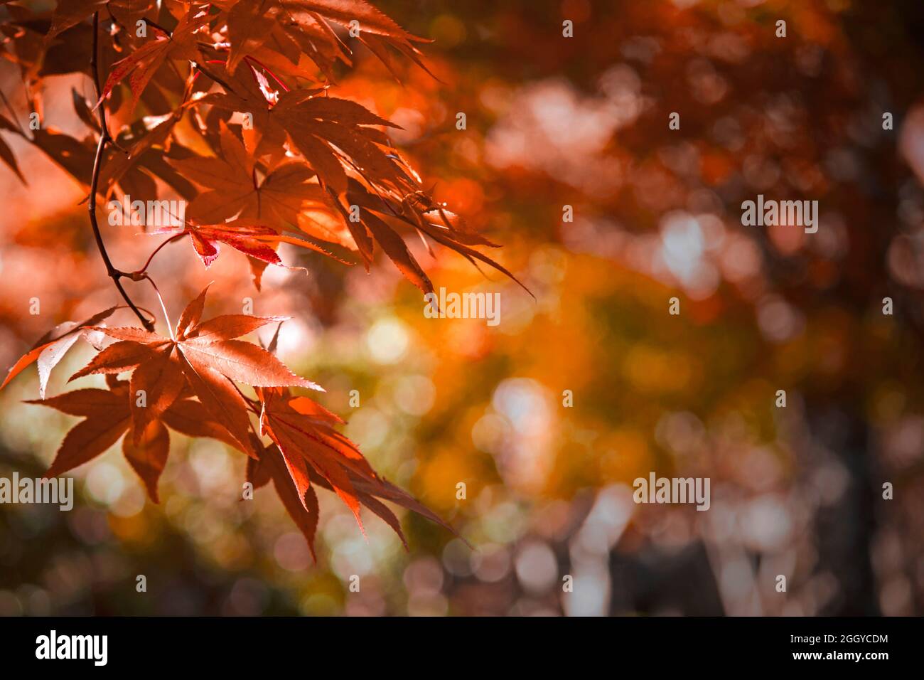 Close up photo of a maple leaf that turned red in autumn season Stock ...