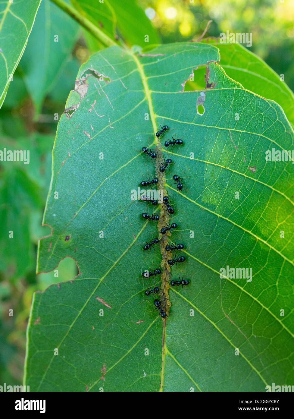 Secretion from a hi-res stock photography and images - Alamy