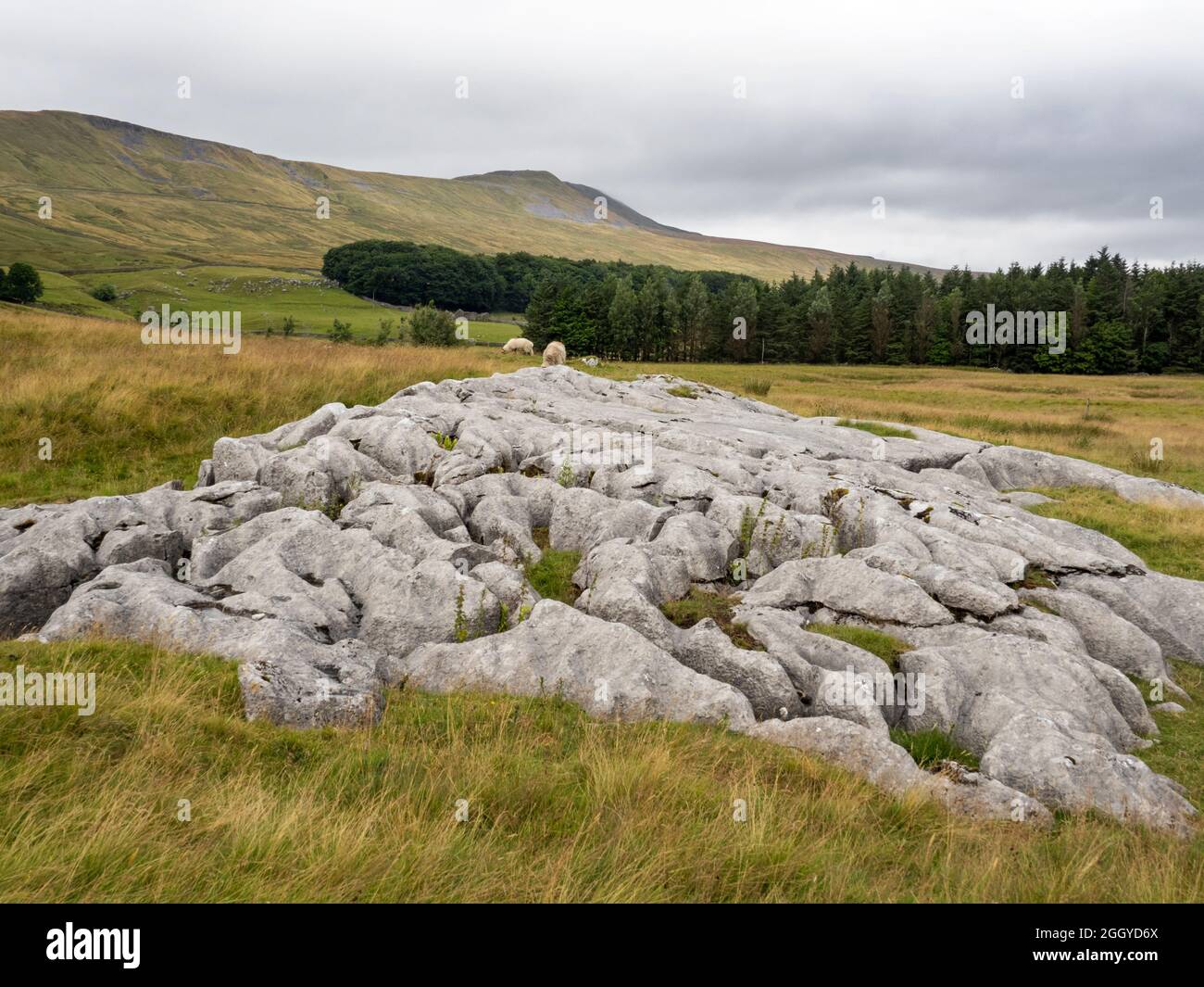 Limestone pavement on Twistleton scar in Chape le Dale; , Yorkshire ...