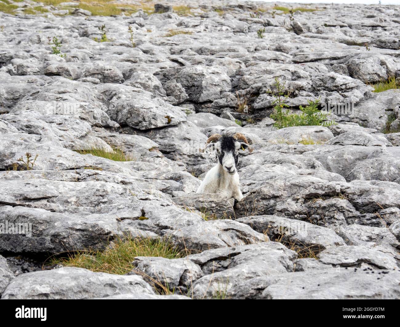 A sheep stuck in a grike in limestone pavement, on Twistleton Scar ...