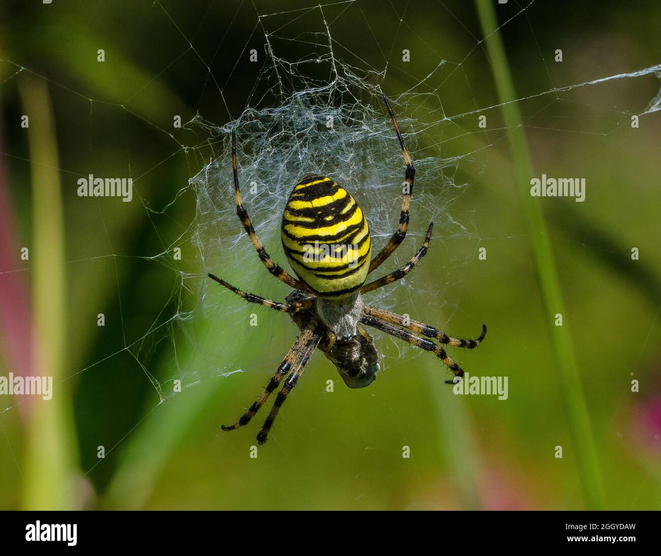 The wasp spider is a species of orb-web spider distributed throughout ...