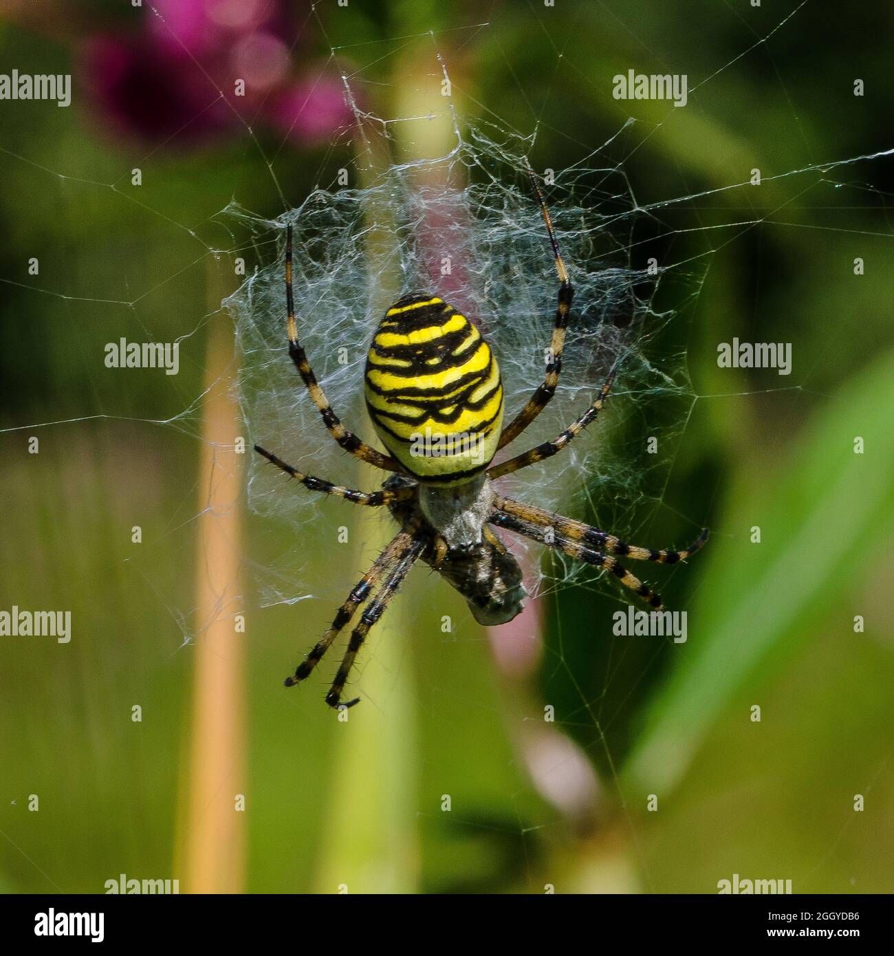 The wasp spider is a species of orb-web spider distributed throughout ...
