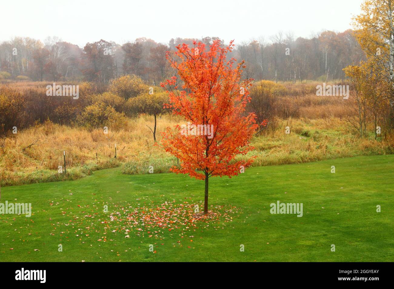 Maple tree in fall Minnesota Stock Photo - Alamy