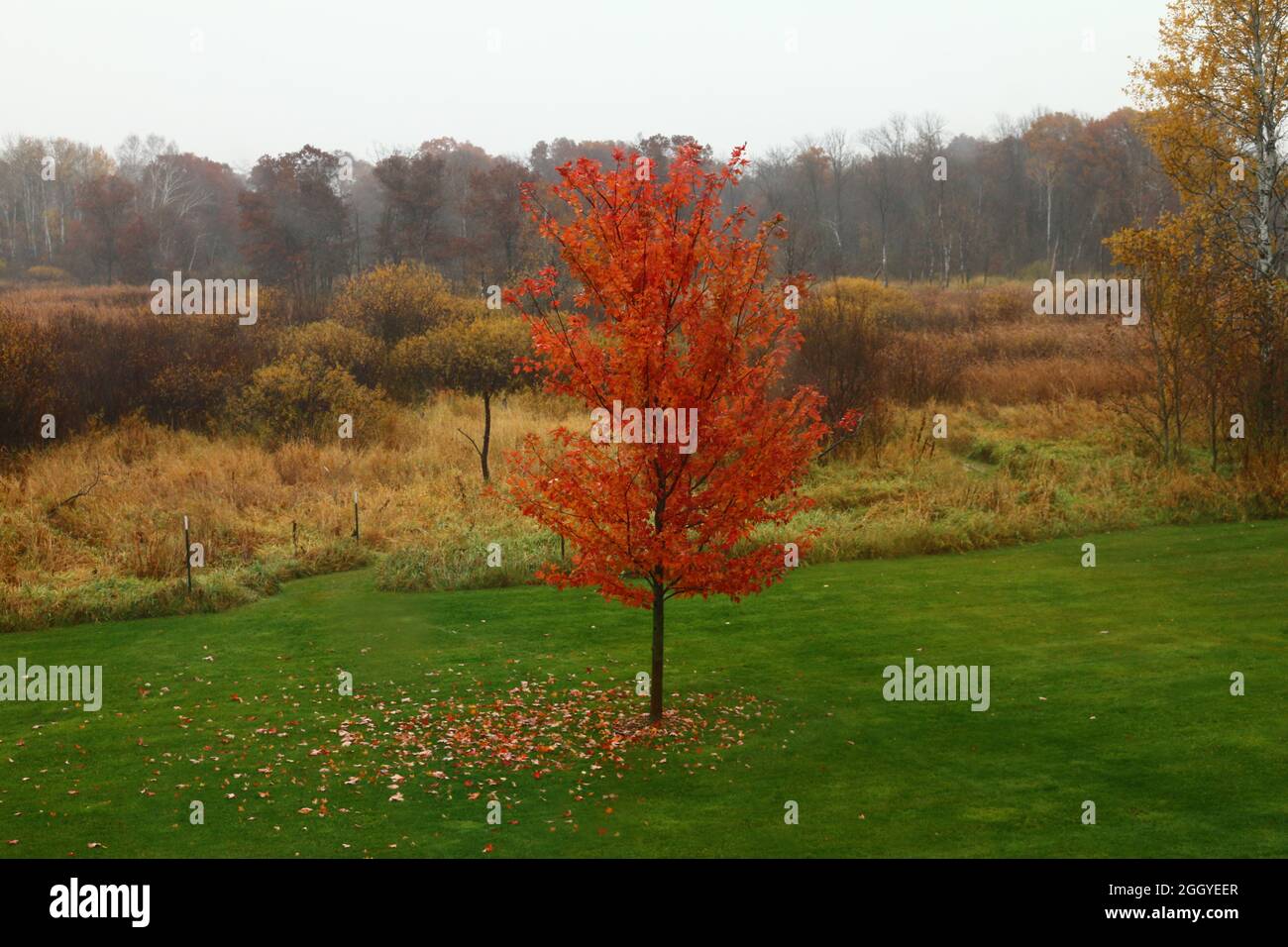 Maple tree in fall Minnesota Stock Photo - Alamy