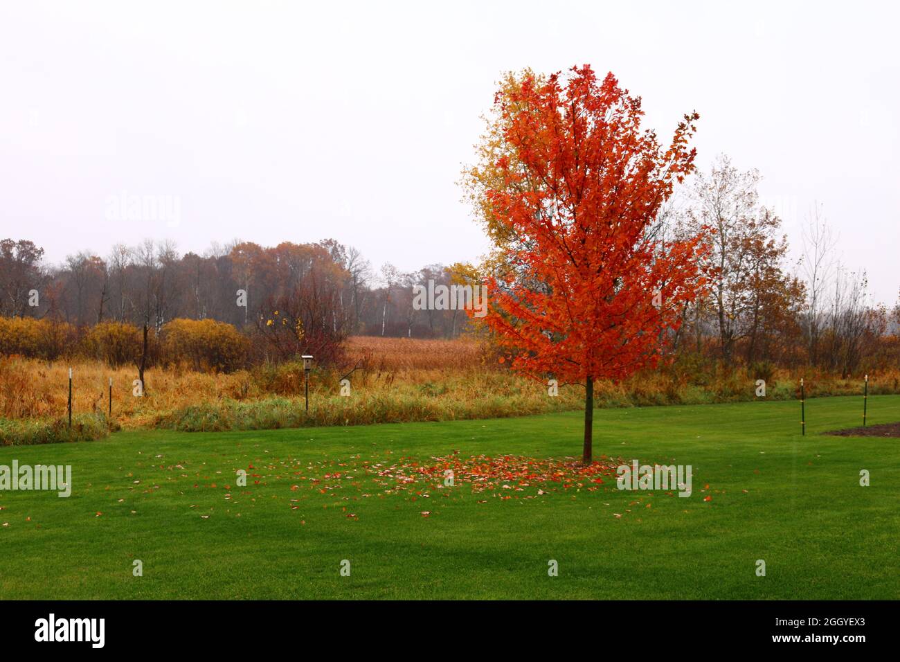 Maple tree in fall Minnesota Stock Photo - Alamy