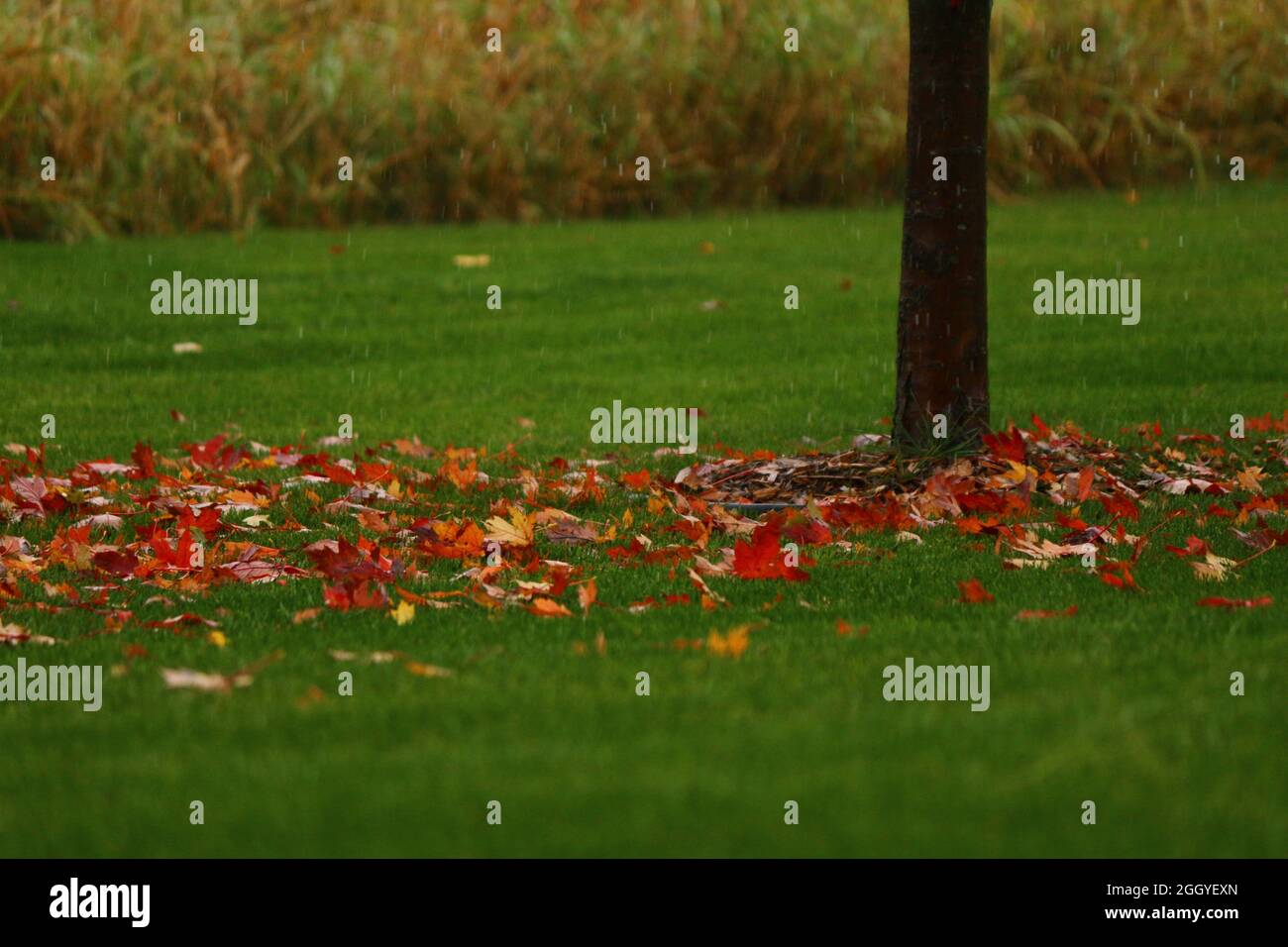 Fall leaves under a tree Stock Photo - Alamy