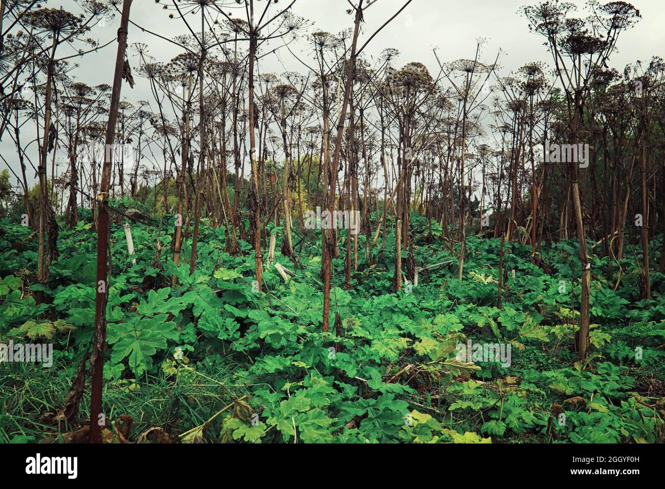Bright spring greens at dawn in the forest. Nature comes to life in ...