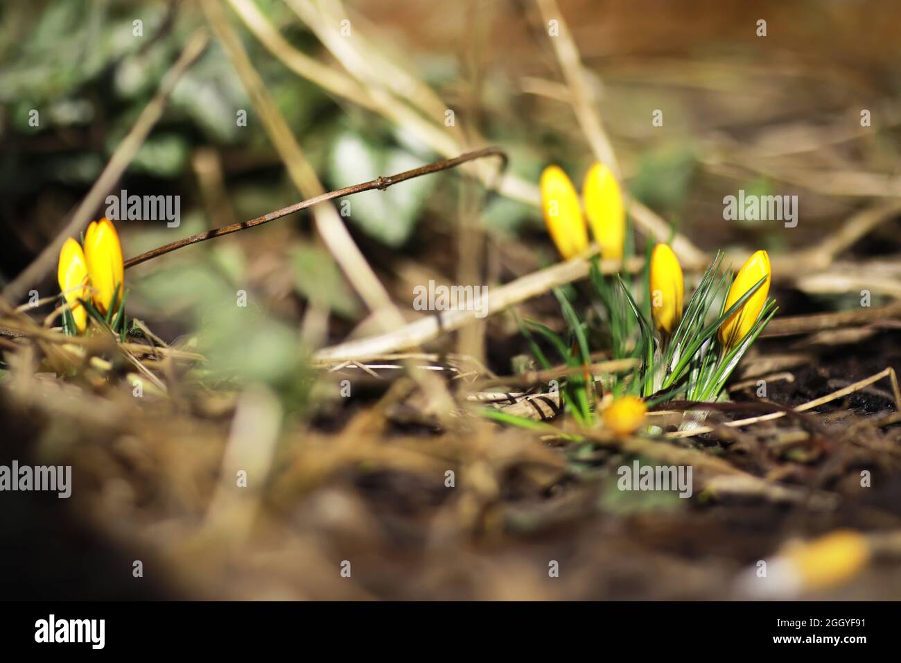 White and yellow crocuses in the country in spring. Bright spring ...