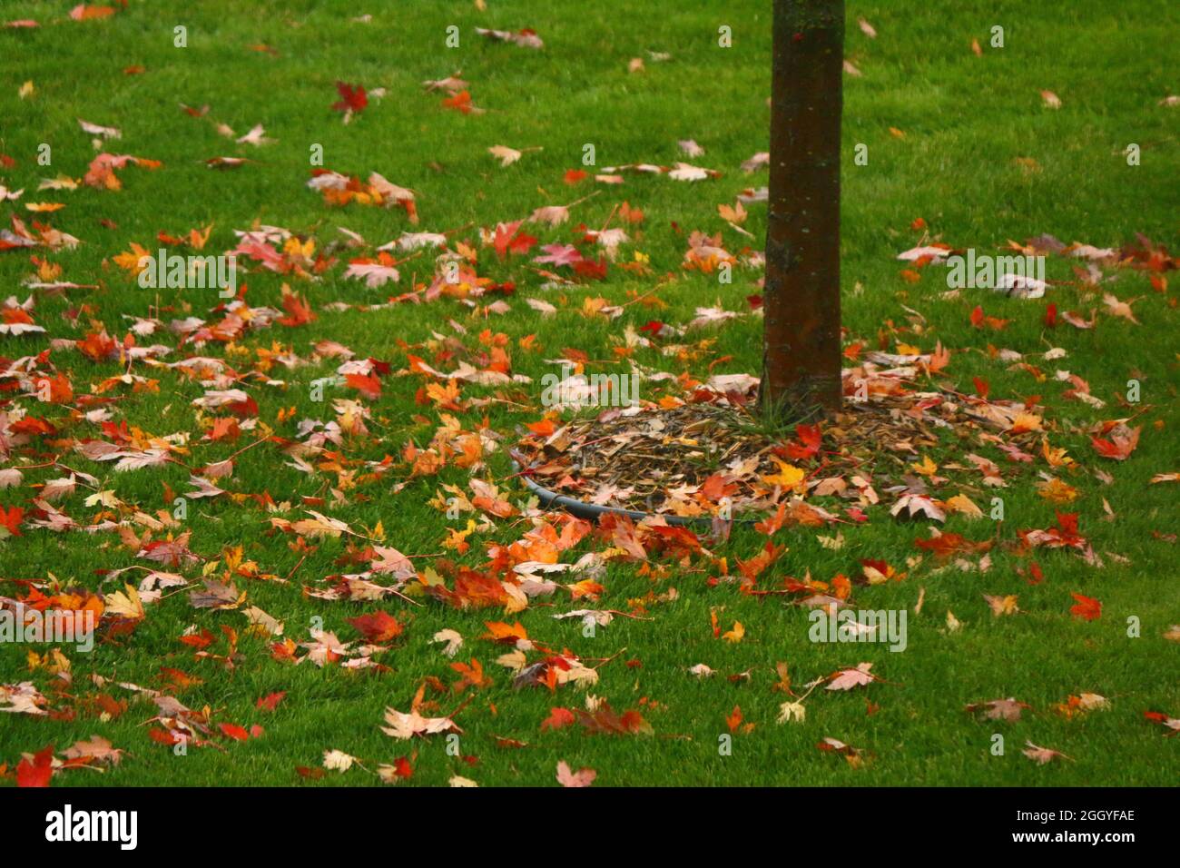 Fall leaves under a tree Stock Photo - Alamy