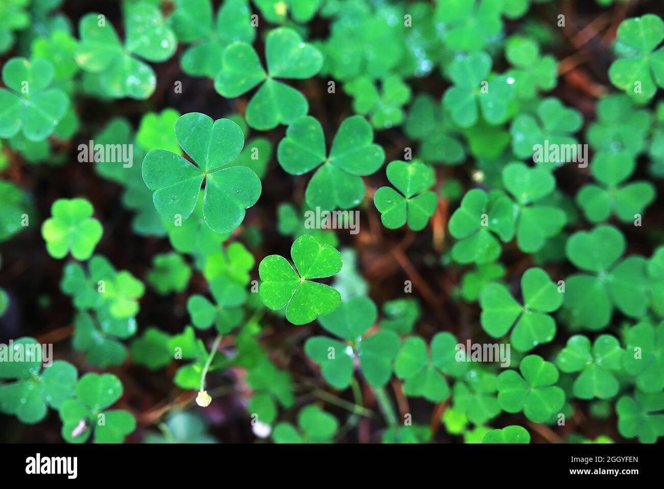 Background from plant clover four leaf. Irish traditional symbol. St ...