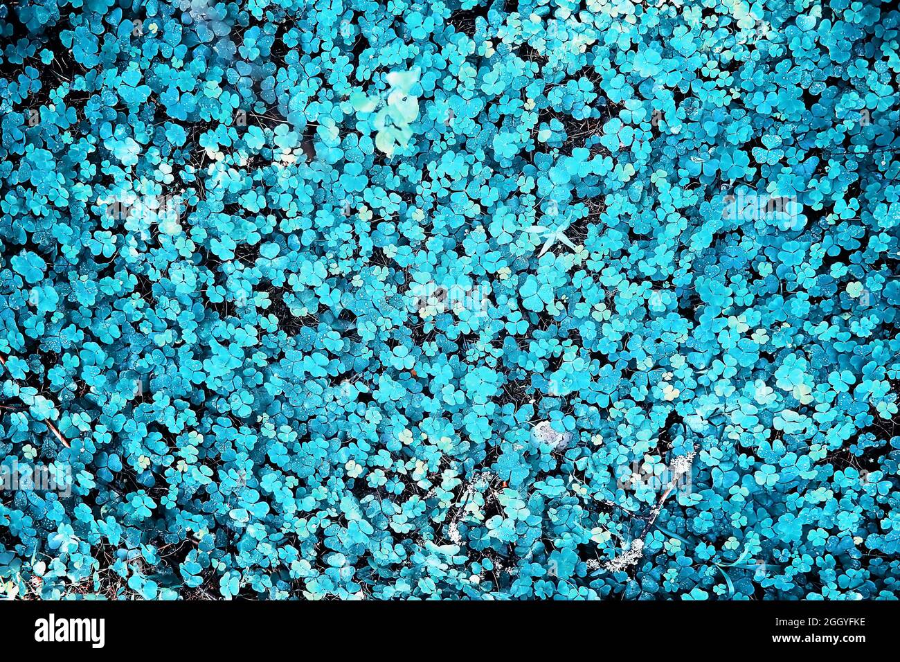 Background from plant clover four leaf. Irish traditional symbol. St ...