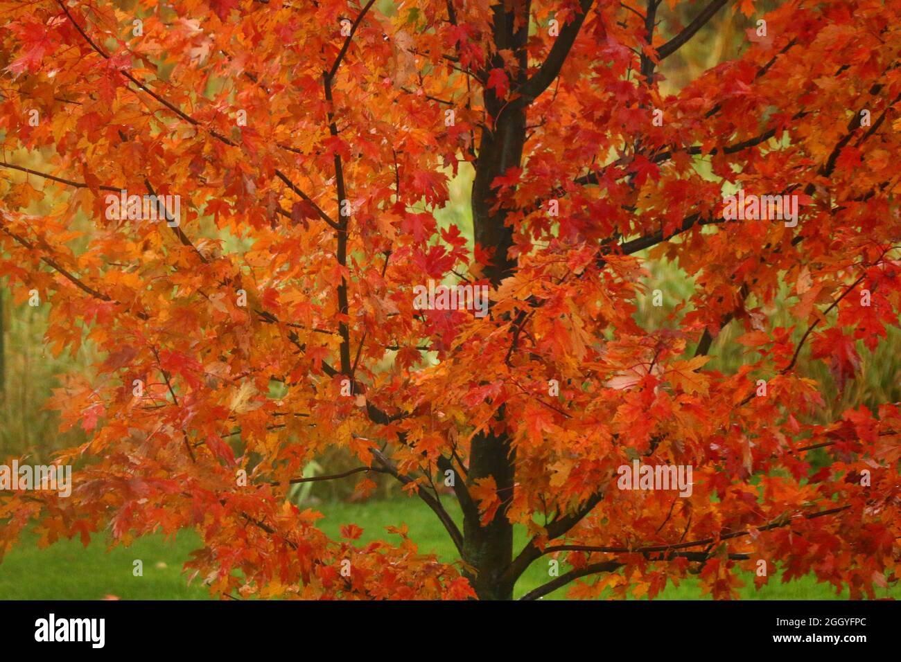 Minnesota fall tree Stock Photo - Alamy