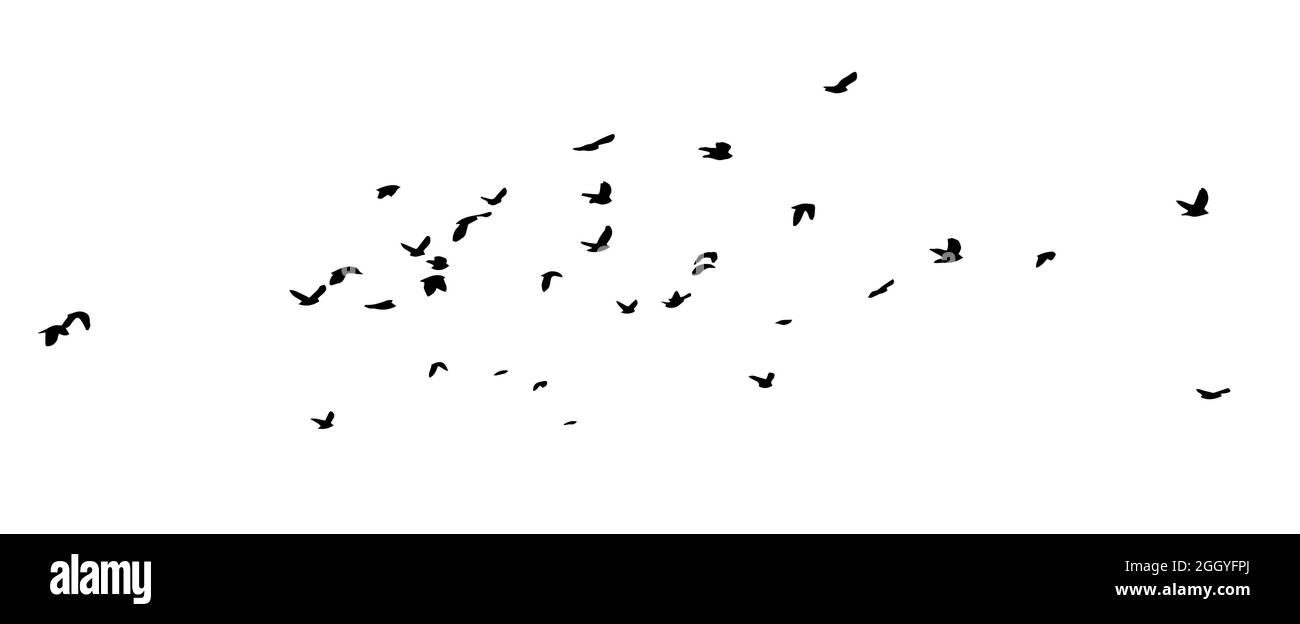 Crows flocking Stock Vector Images - Alamy