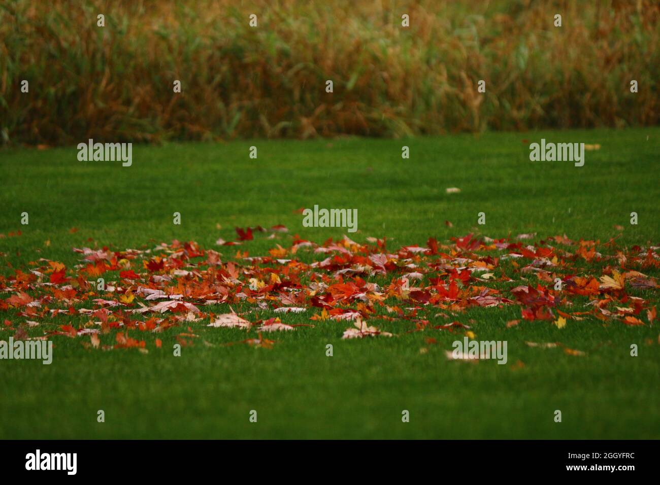 Bright fall leaves on the grass Stock Photo - Alamy