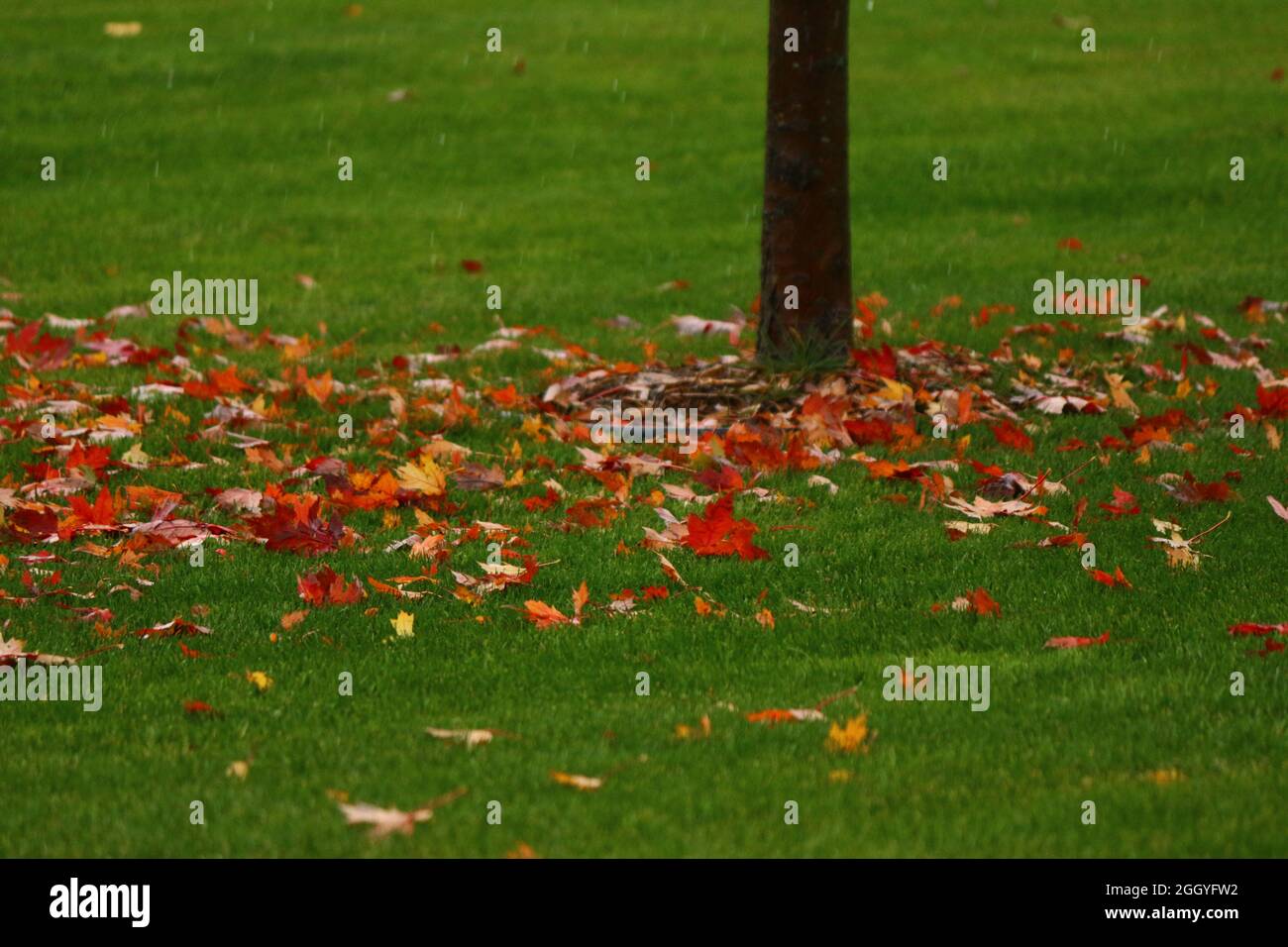 Fall leaves under a tree Stock Photo - Alamy