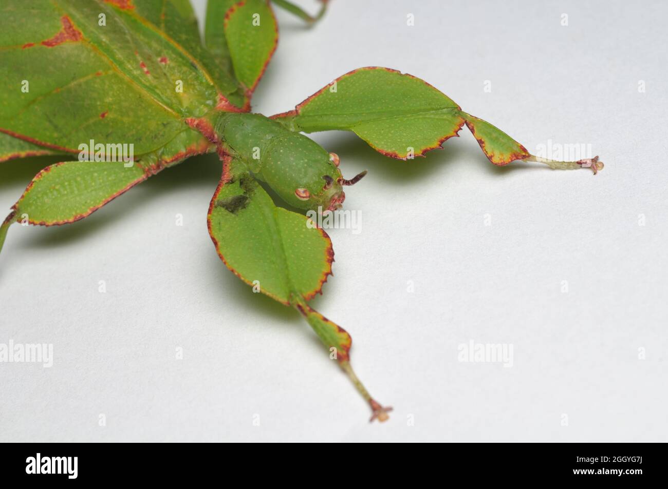 Female Monteith’s Leaf-insect, Phyllium monteithi, on a white ...