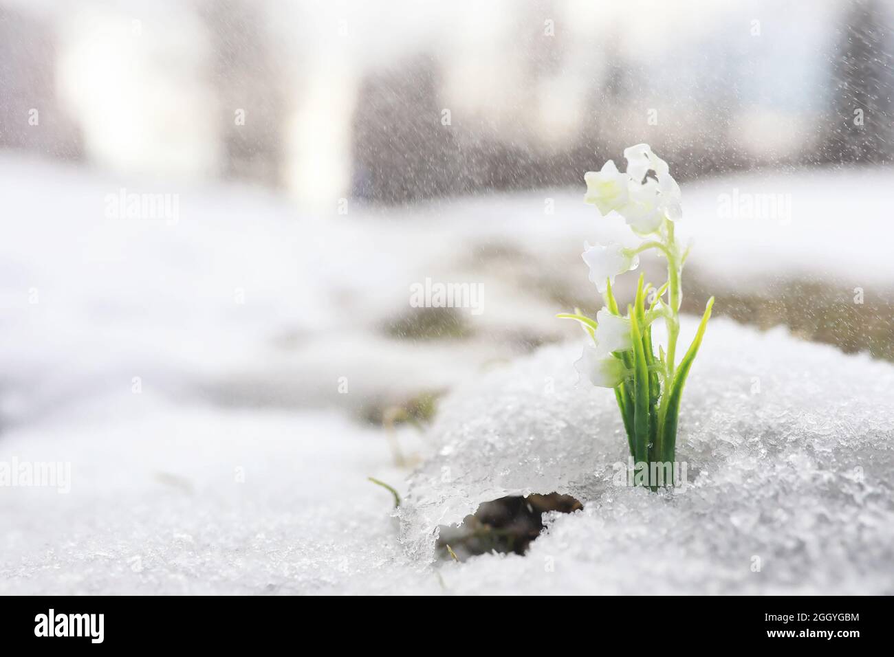 The first spring flowers. Snowdrops in the forest grow out of snow ...