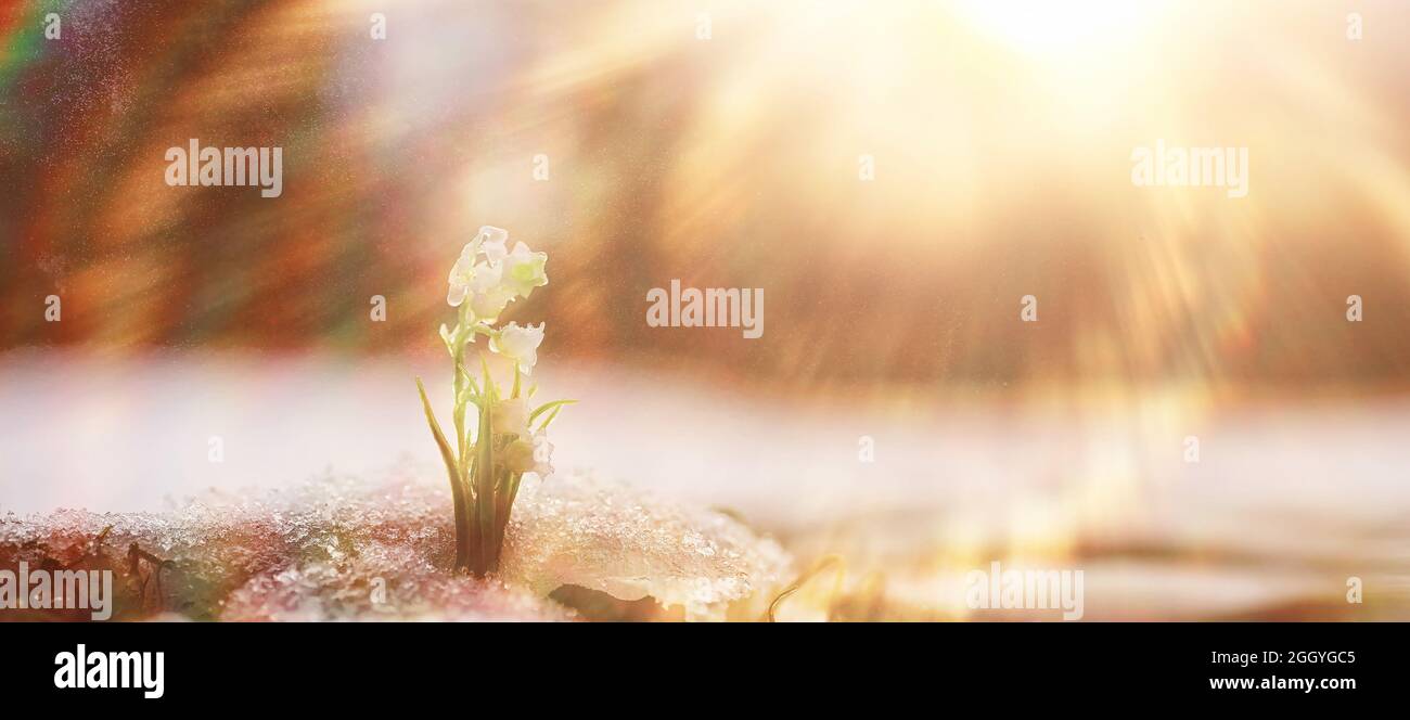 The first spring flowers. Snowdrops in the forest grow out of snow ...