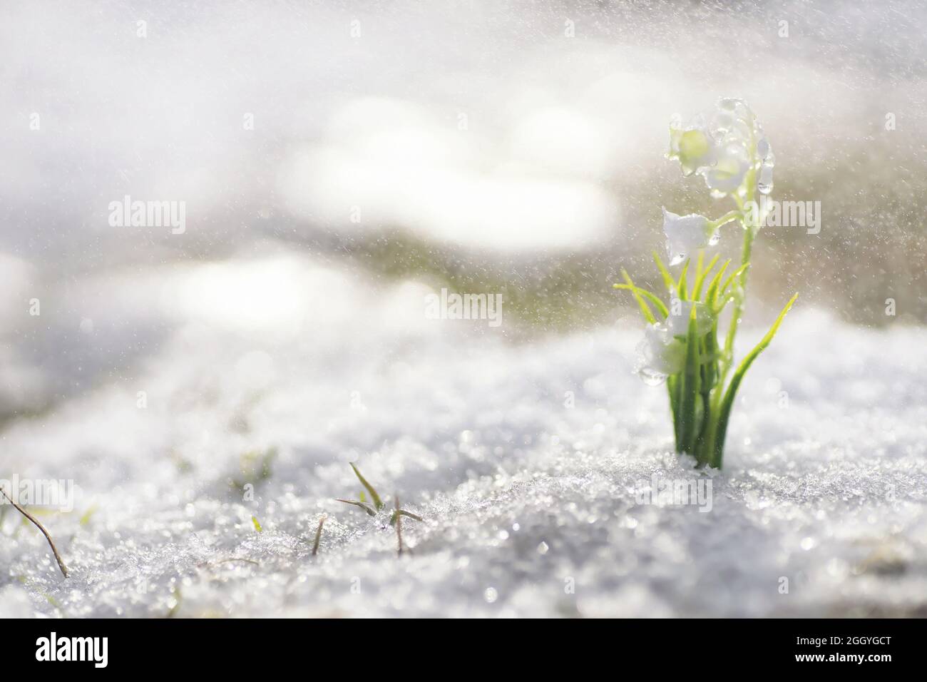 The first spring flowers. Snowdrops in the forest grow out of snow ...