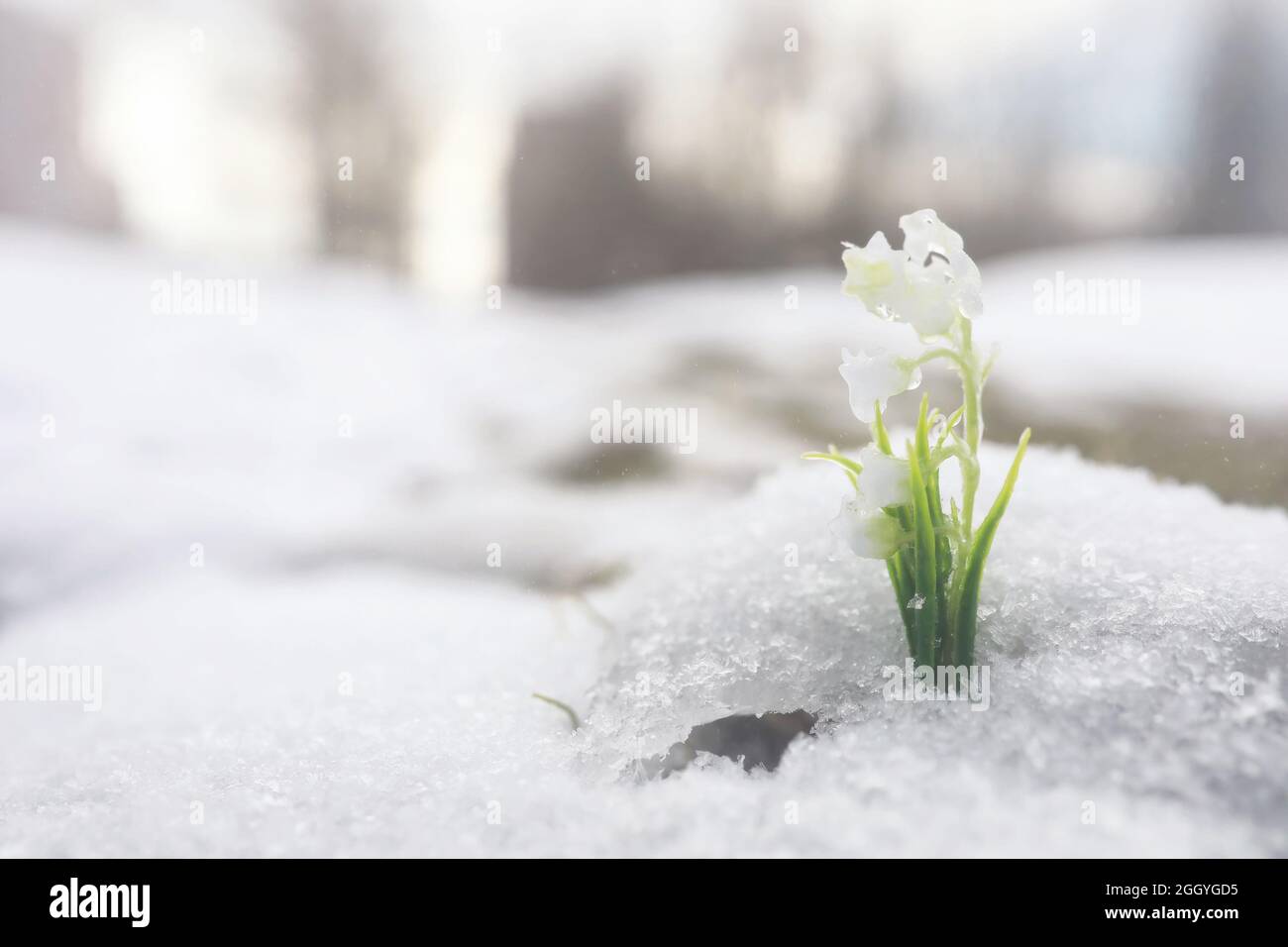 The first spring flowers. Snowdrops in the forest grow out of snow ...