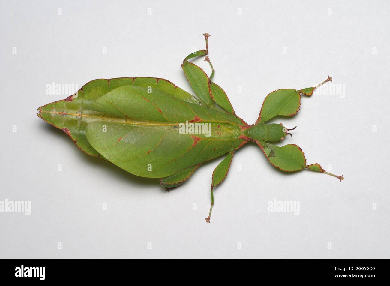 Female Monteith’s Leaf-insect, Phyllium monteithi, on a white ...