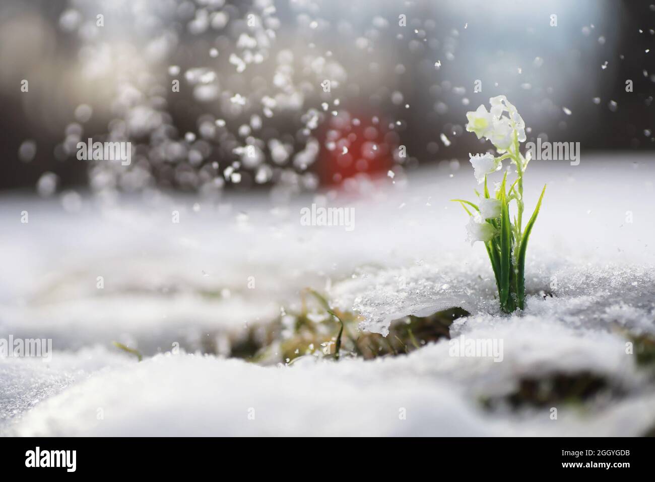 The first spring flowers. Snowdrops in the forest grow out of snow ...