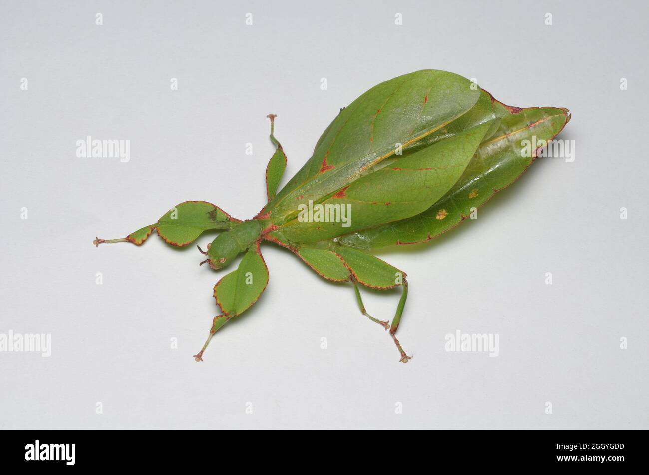 Female Monteith’s Leaf-insect, Phyllium monteithi, on a white ...