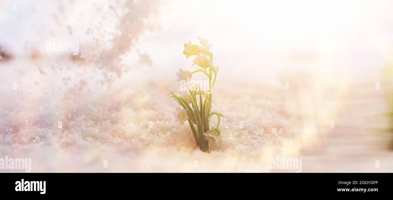 The first spring flowers. Snowdrops in the forest grow out of snow ...