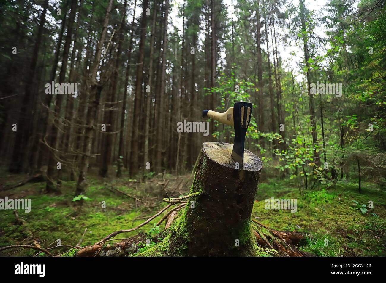 Lumberman chopping wood ax close hi-res stock photography and images ...