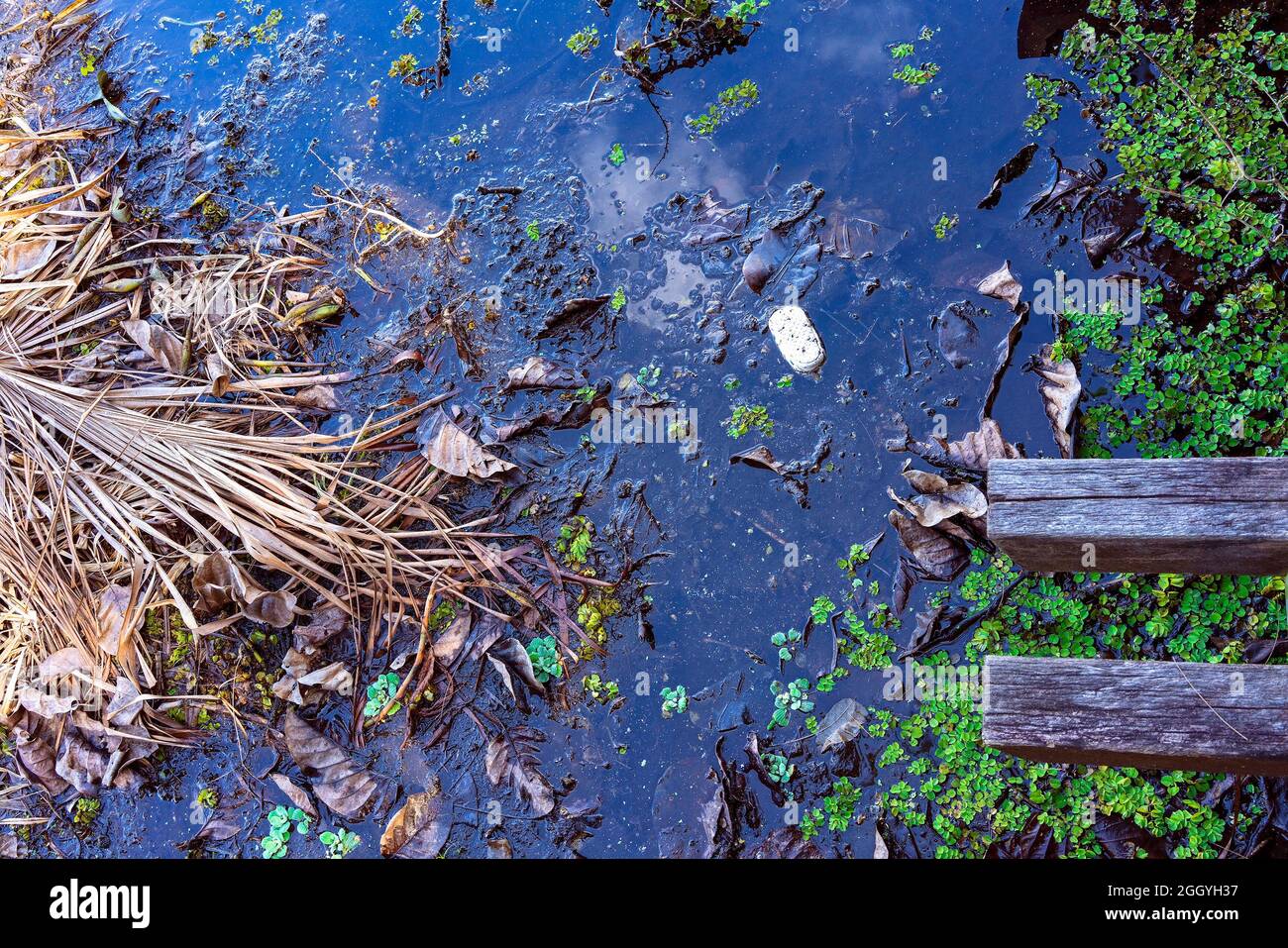 A baby shoe lying in a scummy pond amongst leaves flotsam and timber ...