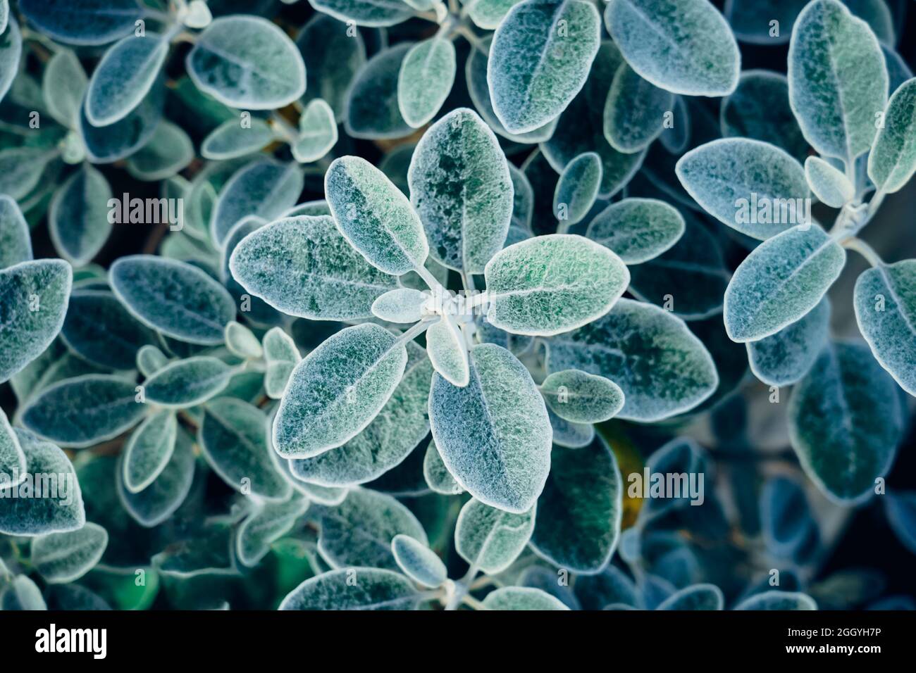 Natural emerald green background of green hairy, pilose leaves ...