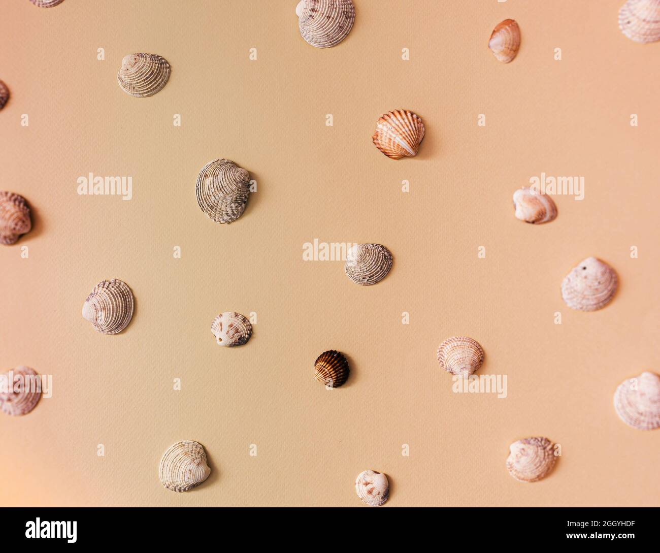 A cute pattern or wallpaper made of sea shells on a beige background ...