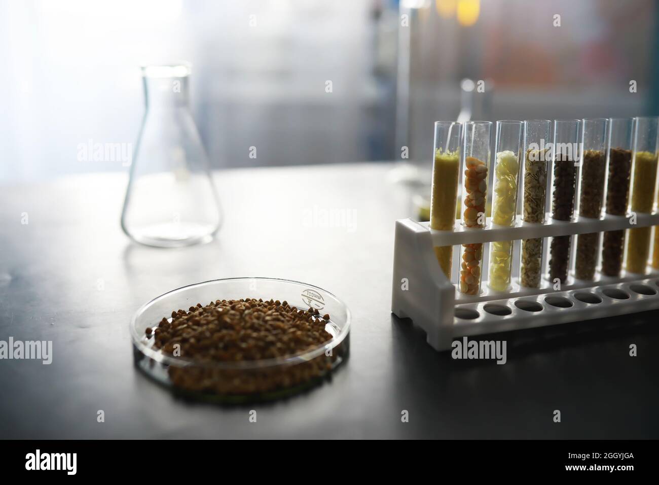 Test tubes with seeds of selection plants. Research Analyzing ...