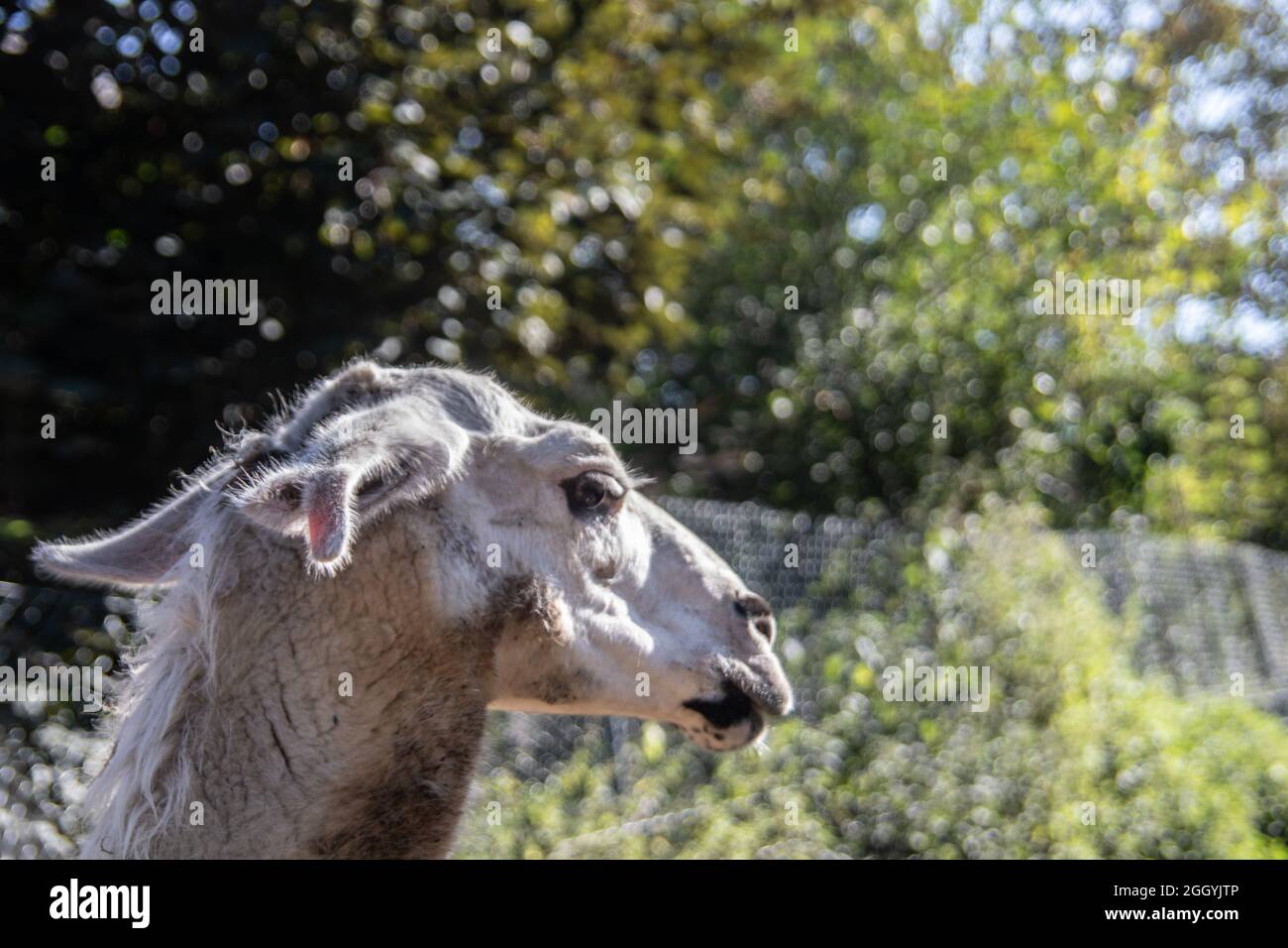 Llama on pasture while eating Stock Photo - Alamy