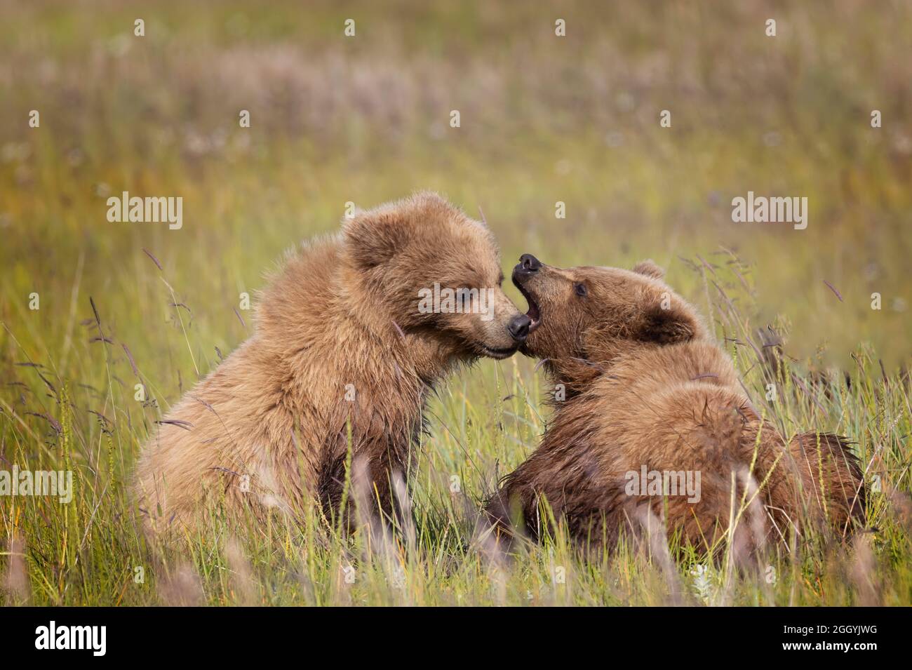 Coastal Brown Bears digging for clams and browsing in sedge; Lake Clark ...