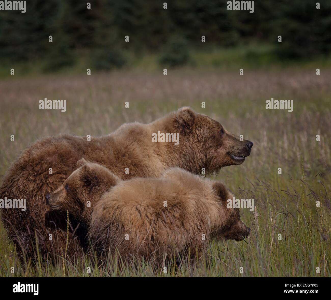 Coastal Brown Bears digging for clams and browsing in sedge; Lake Clark ...