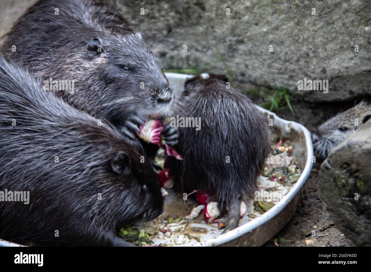 Nutria clean themselves and swim in the pond Stock Photo - Alamy