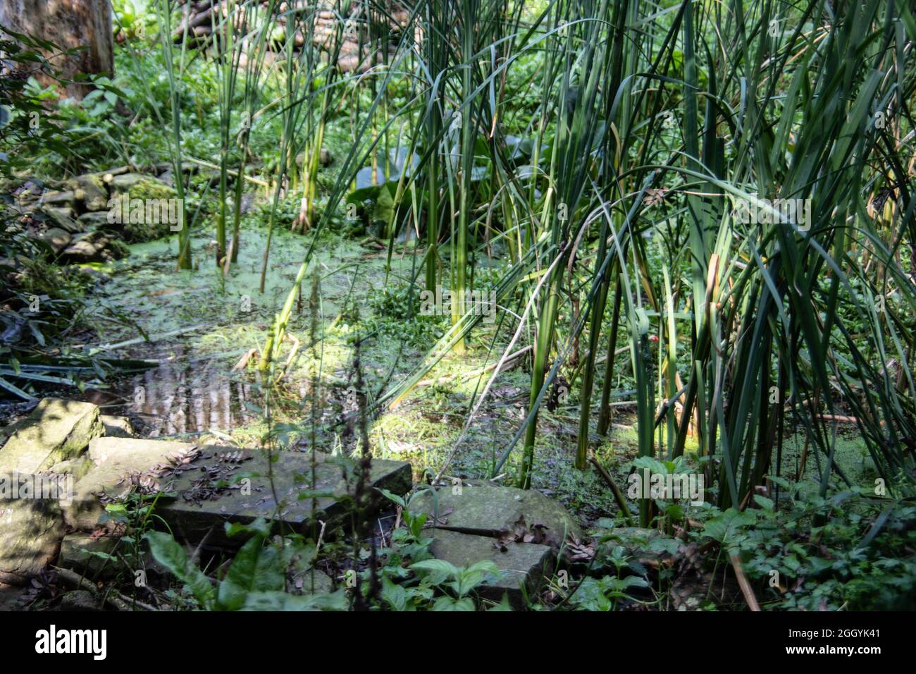 green swamp with trees and grass Stock Photo - Alamy