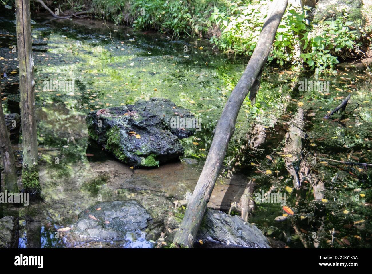 green swamp with trees and grass Stock Photo - Alamy