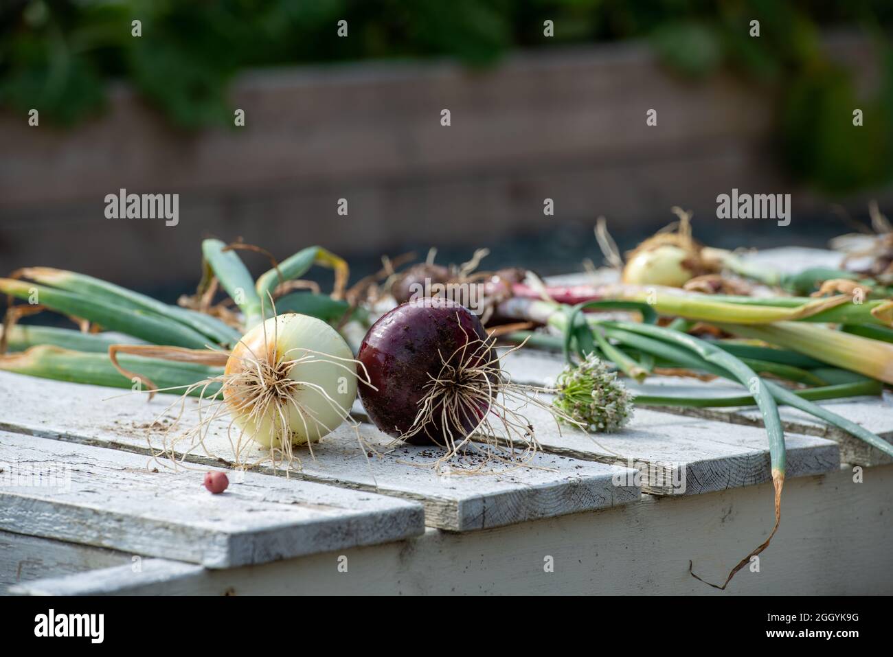Onion stalks hi-res stock photography and images - Alamy