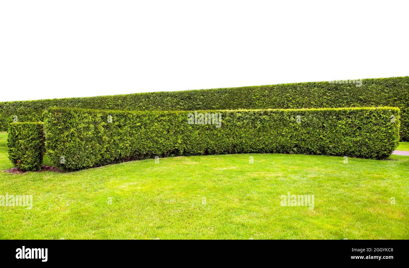 curved crescent thuja evregreen hedge in a park with a green lawn ...