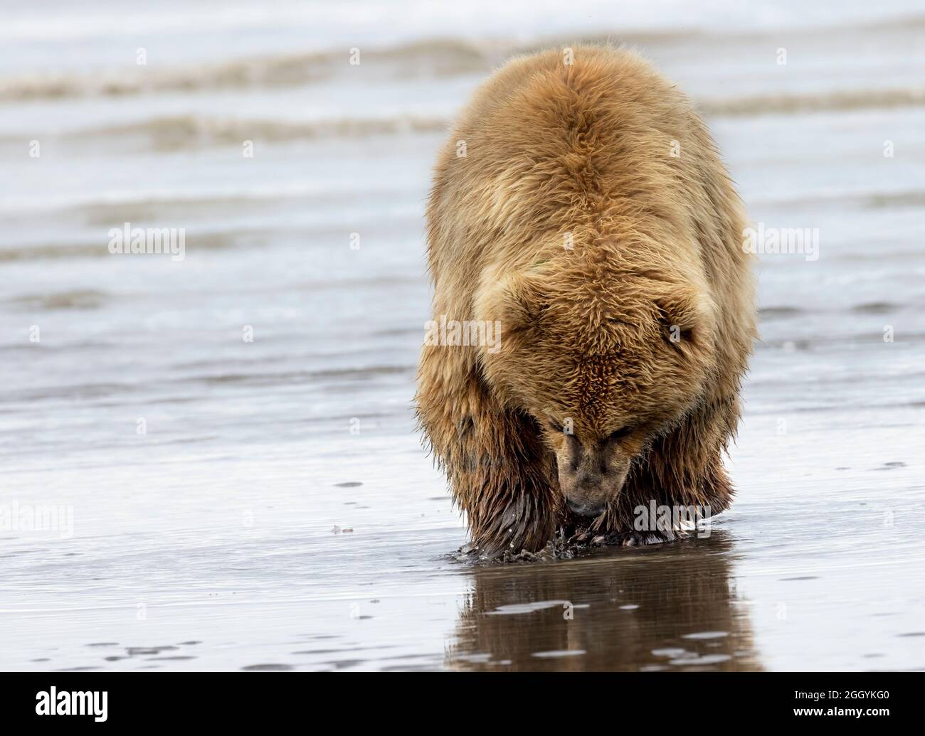 Coastal Brown Bears digging for clams and browsing in sedge; Lake Clark ...