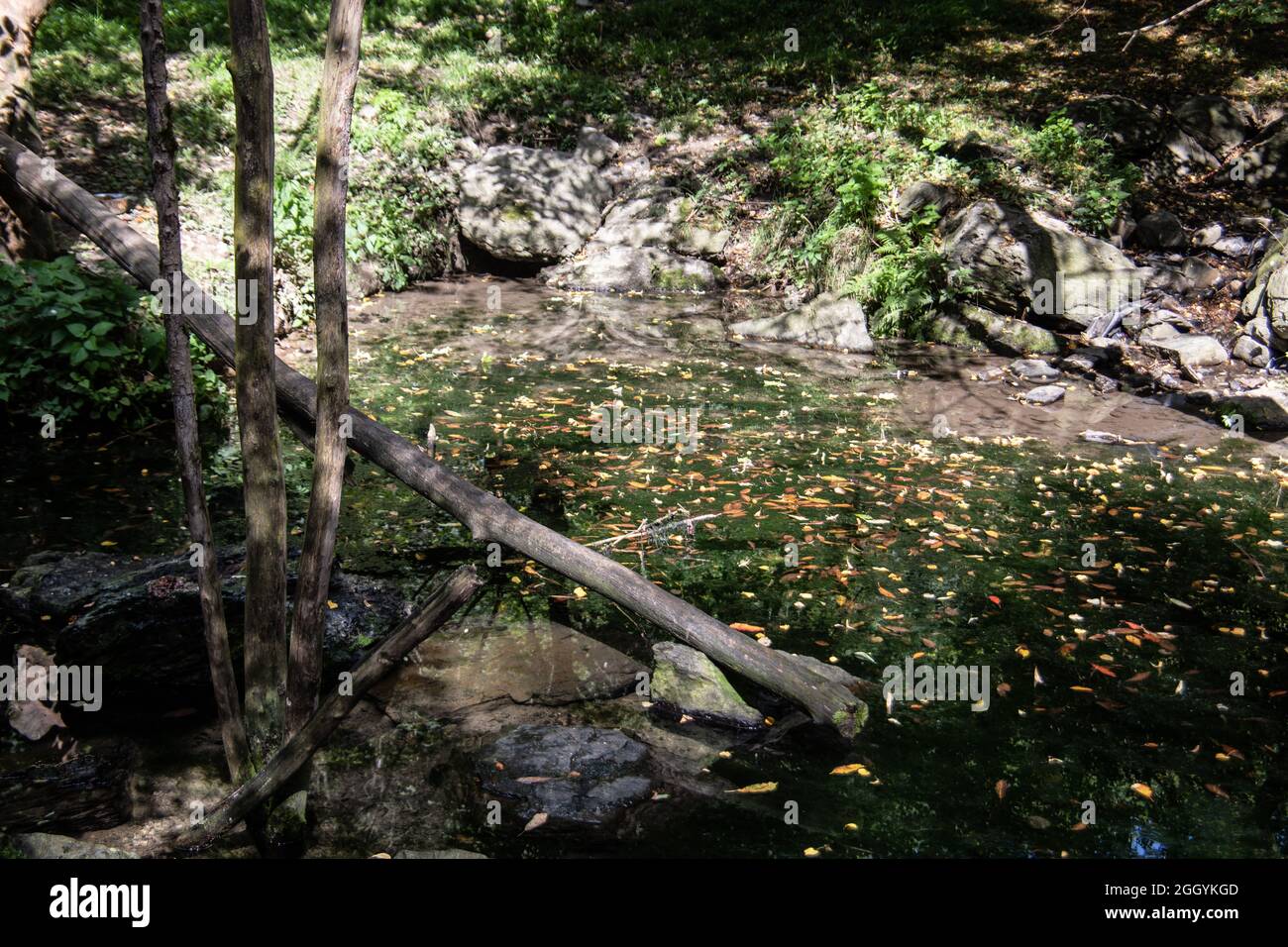 green swamp with trees and grass Stock Photo - Alamy