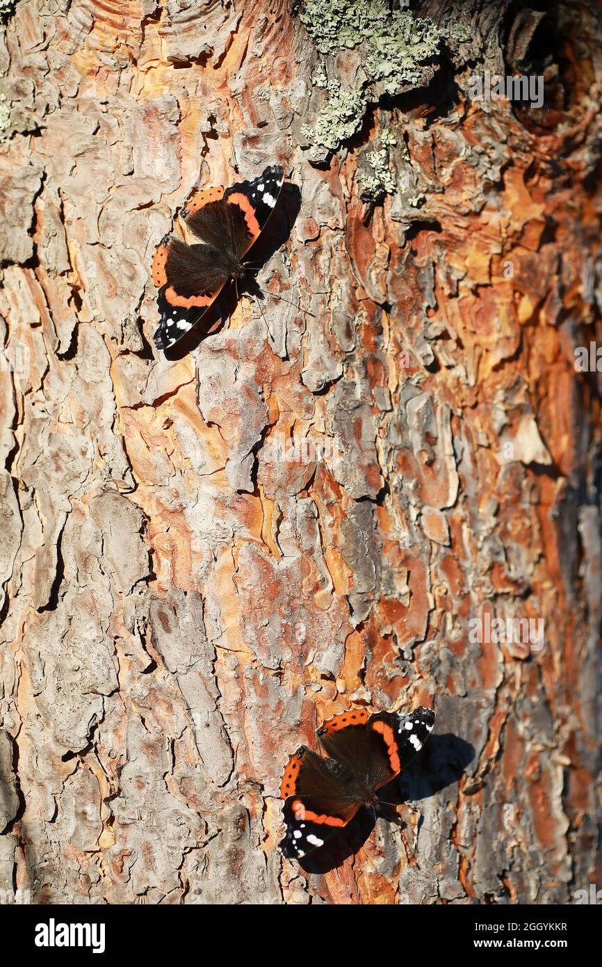 Butterflies on a tree. Butterflies and nectar. Birch juice. Butterflies ...