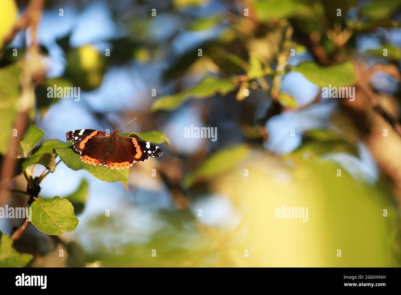 Butterflies on a tree. Butterflies and nectar. Birch juice. Butterflies ...