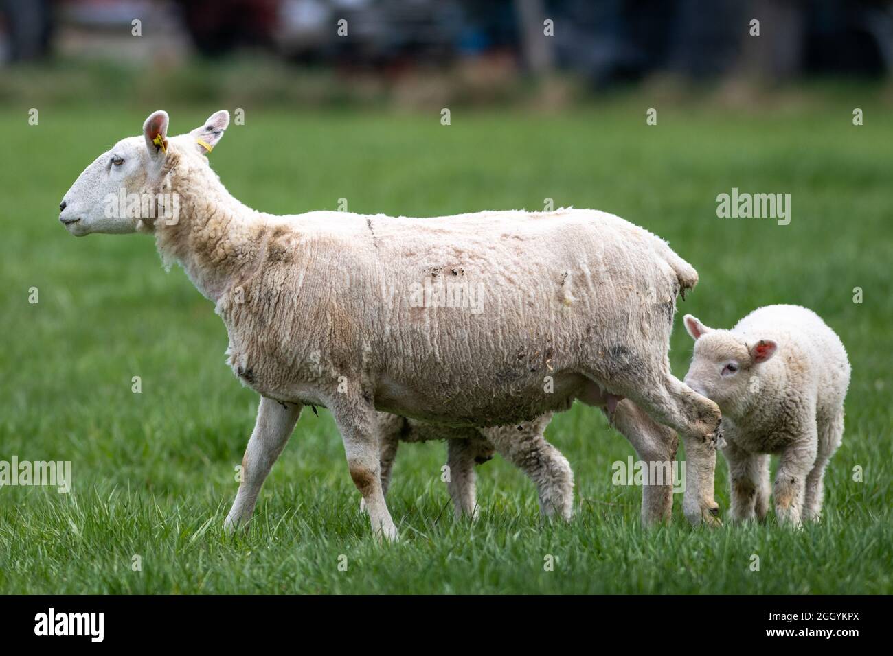 Adult sheep hi-res stock photography and images - Alamy