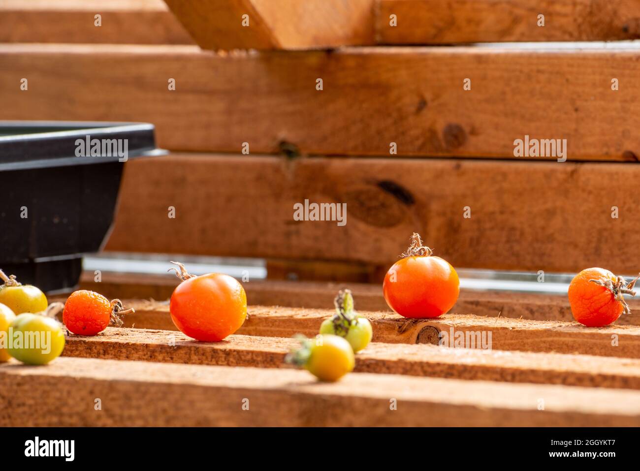 Multiple small cherry tomatoes scatter on a wooden shelf near a black ...